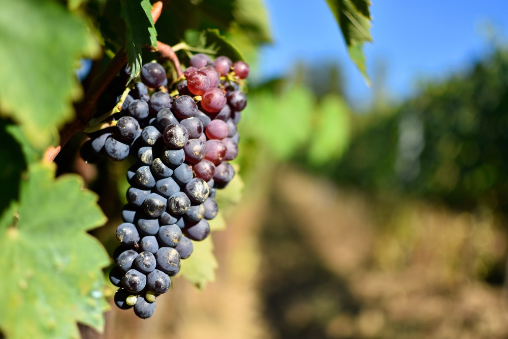 Why Chianti Wine Is the Pride of Tuscany - Tavola Tours